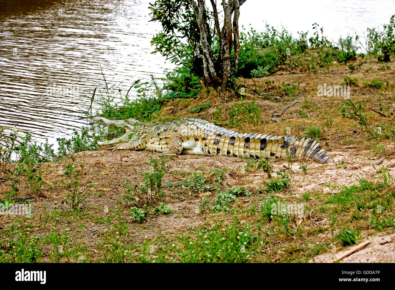 ORINOCO CROCODILE crocodylus intermedius, ADULT WITH OPEN MOUTH, LOS ...