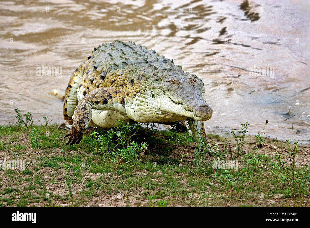 Orinoco Crocodile, crocodylus intermedius, Adult emerging from Water ...