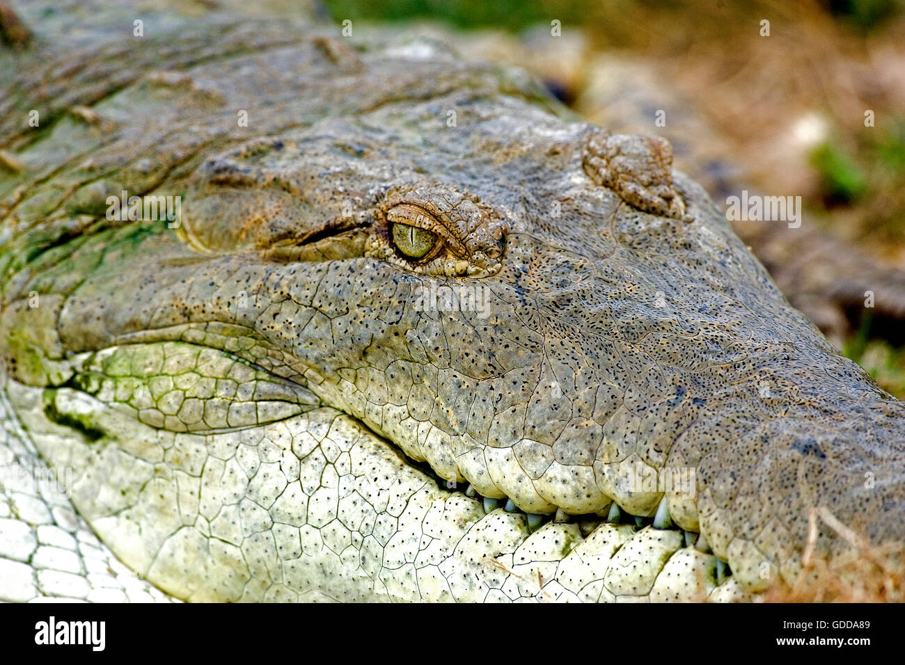 Orinoco crocodiles hi-res stock photography and images - Alamy
