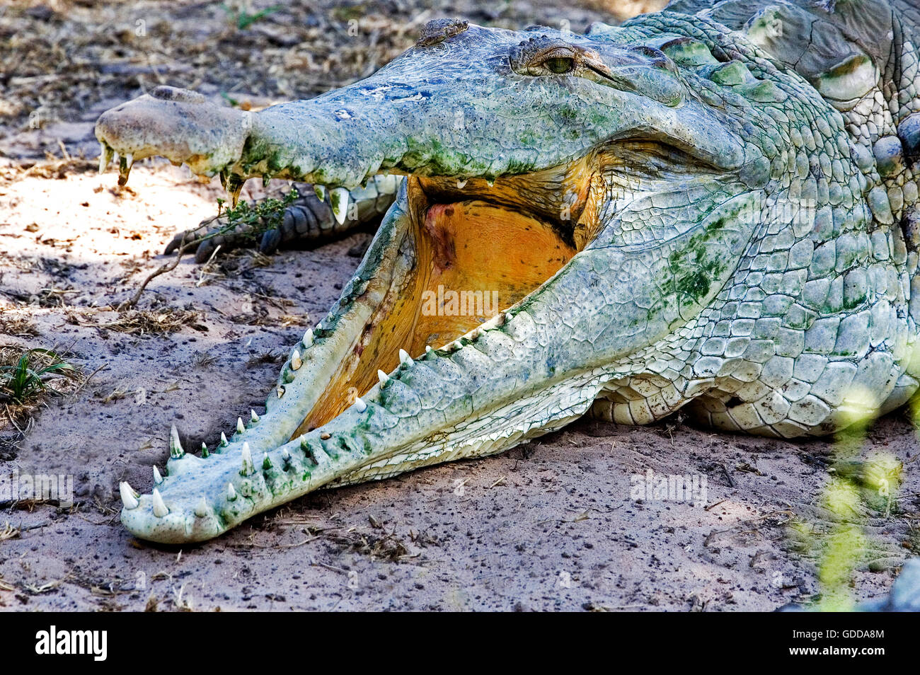 Orinoco Crocodile Size