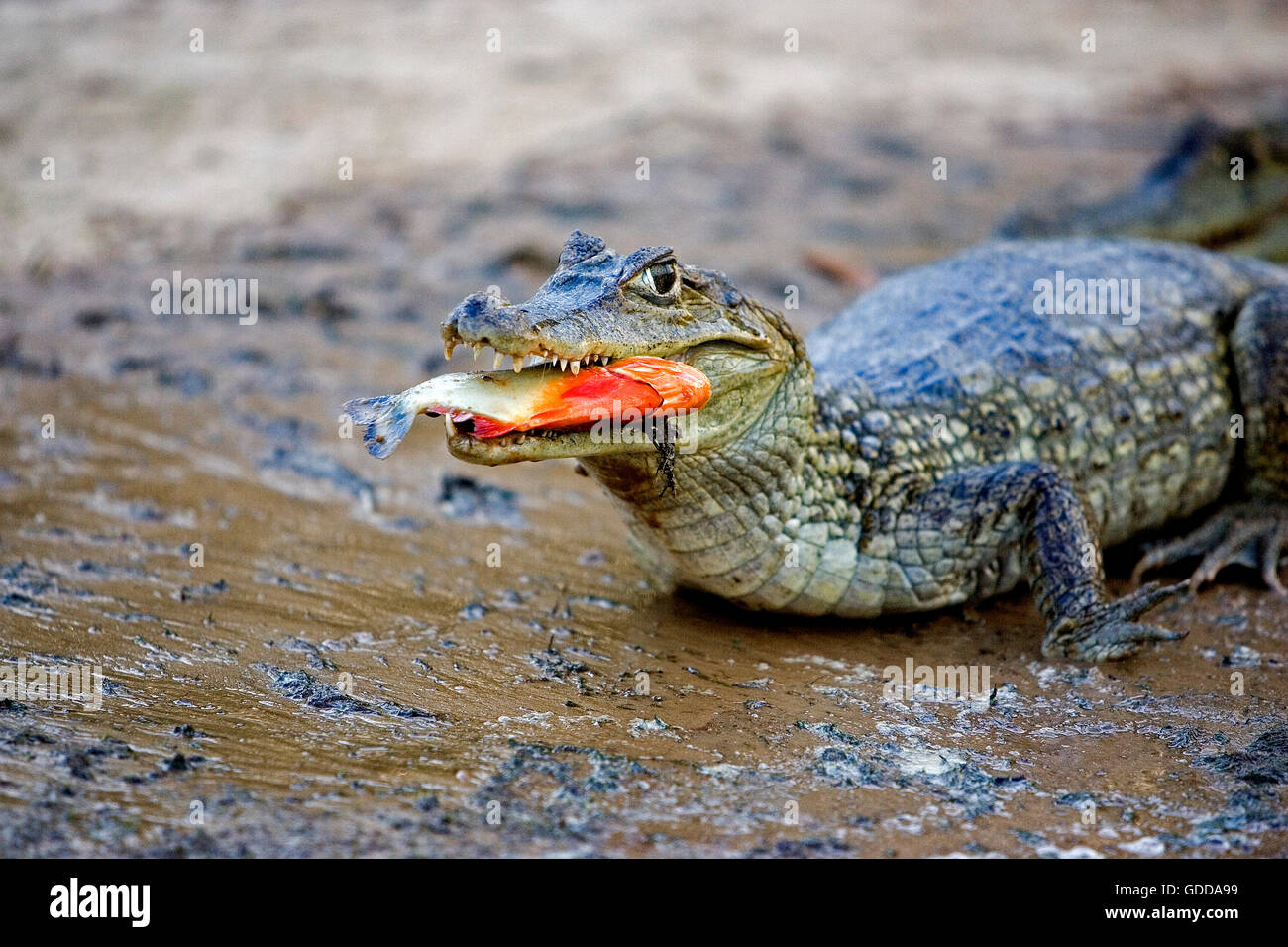 Spectacled Caiman, caiman crocodilus, with a Fish in its Mouth, Los ...