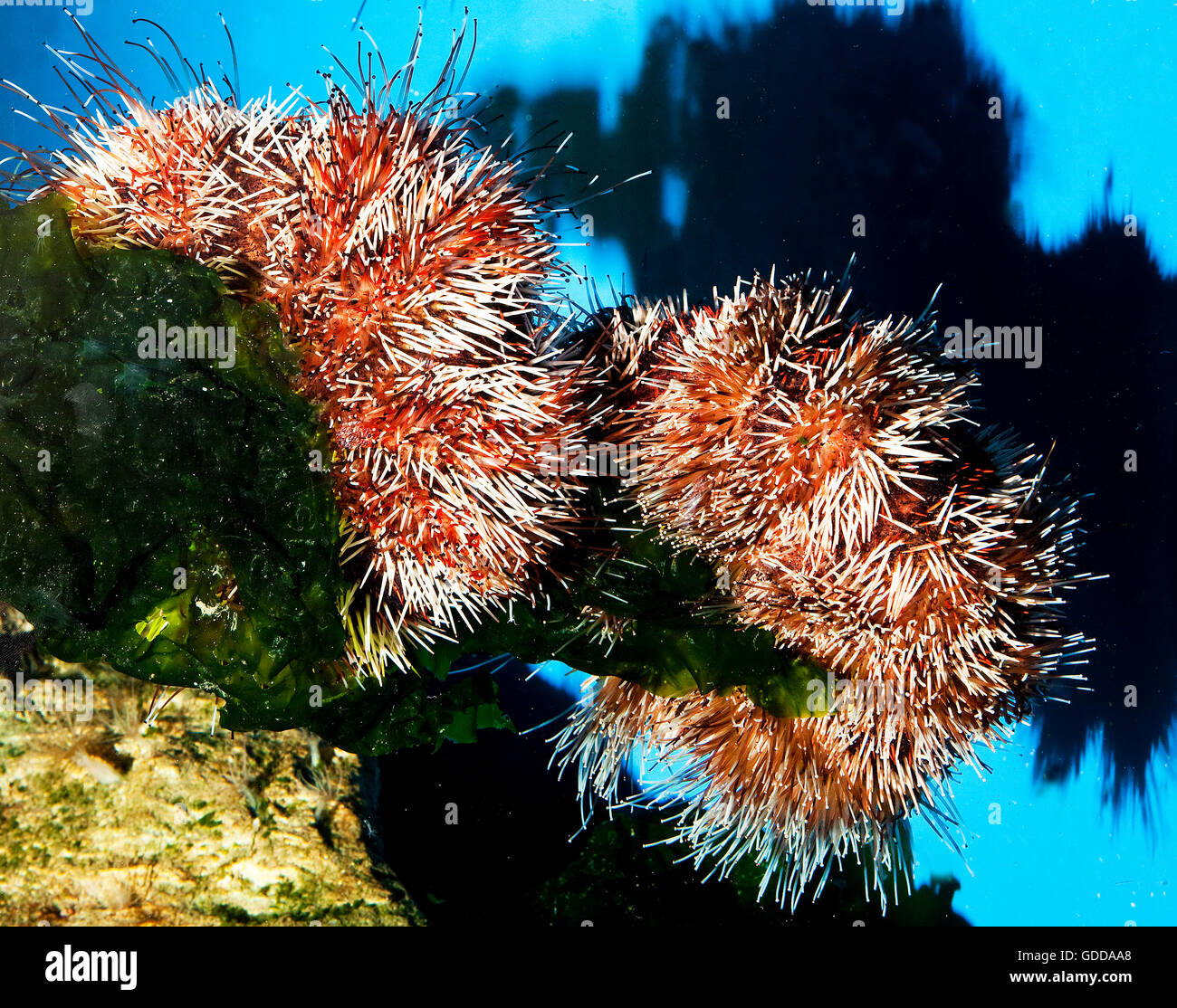 Priest-Hat Urchin or Short Spine Urchin, tripneustes gratilla, South ...