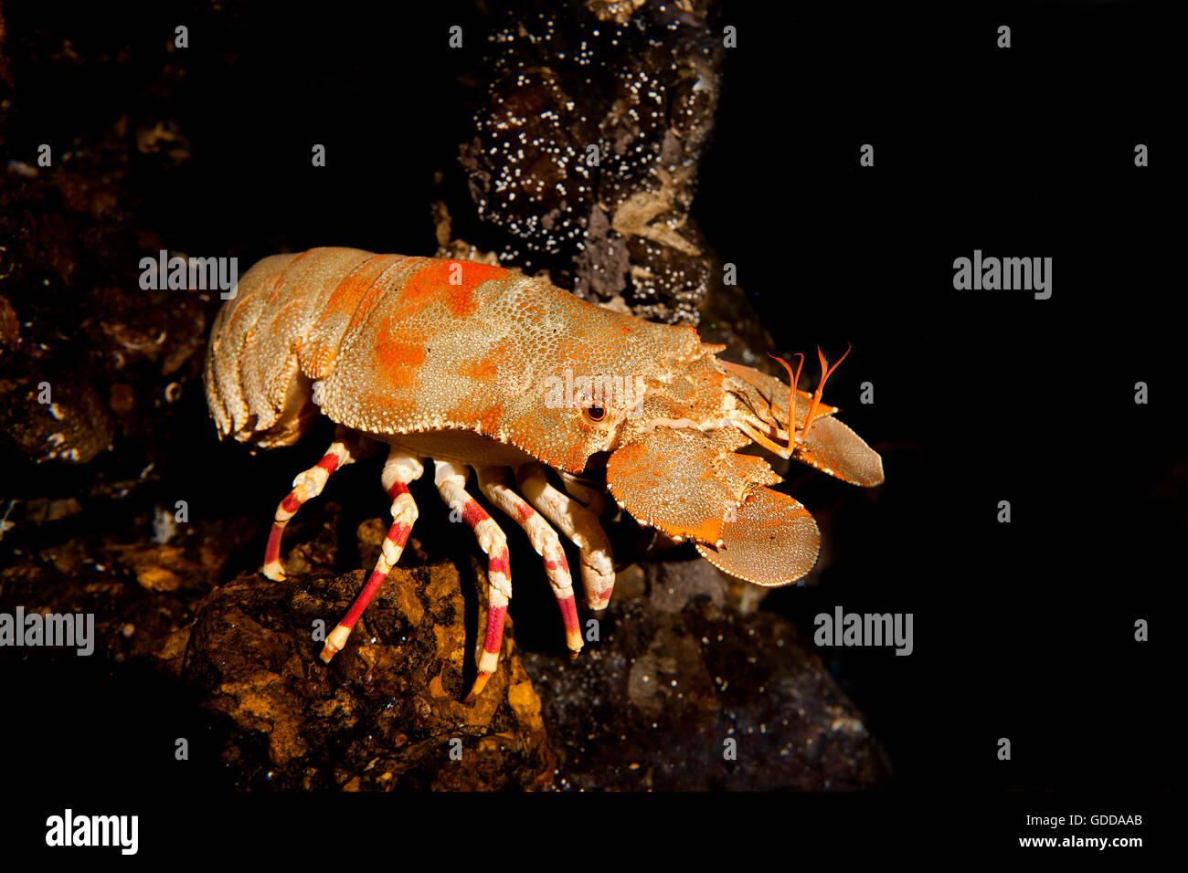 Shoveller Crayfish, scyllarides elizabethae, South Africa Stock Photo ...