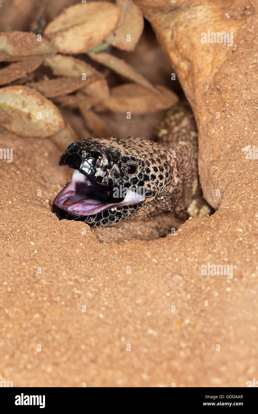 BEADED LIZARD heloderma horridum, A VENOMOUS SPECY, ADULT WITH OPEN ...