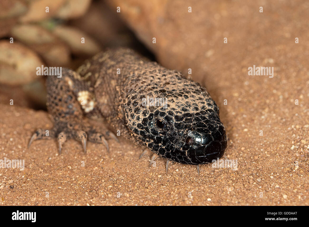 BEADED LIZARD heloderma horridum, A VENOMOUS SPECY, COMING OUT OF ...