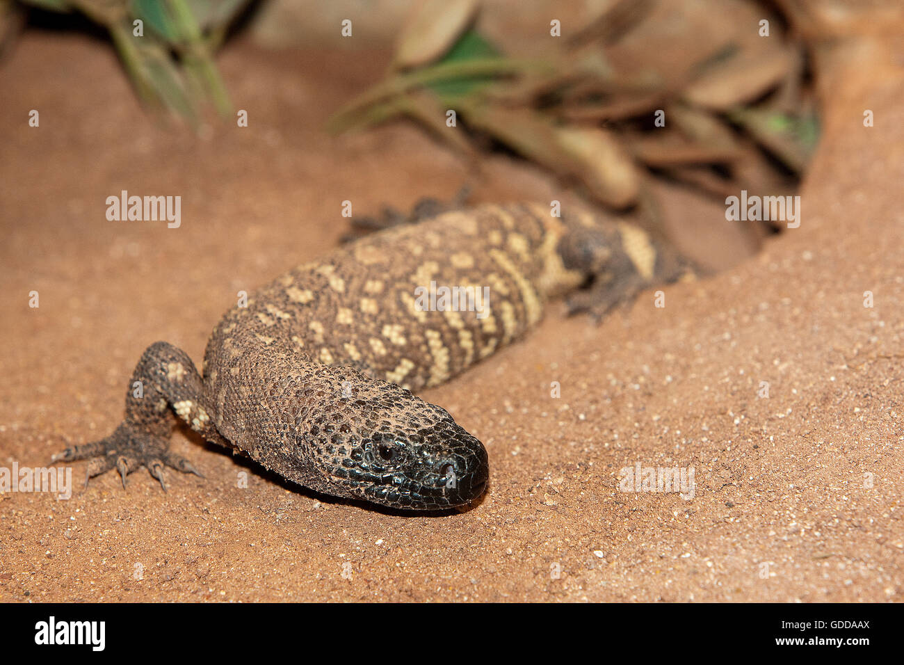 BEADED LIZARD heloderma horridum, A VENOMOUS SPECY, ADULT Stock Photo ...