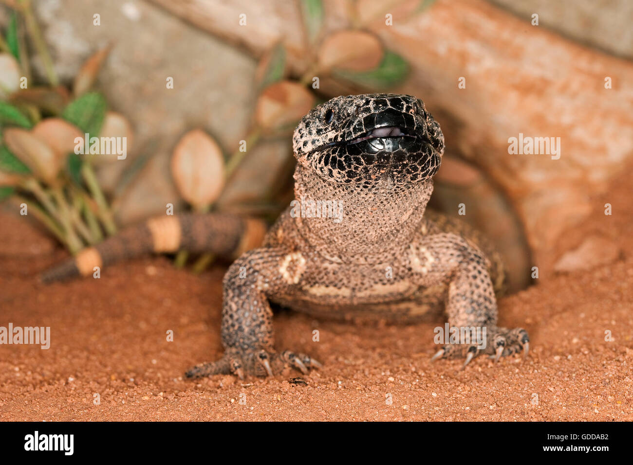 Beaded Lizard, heloderma horridum, a Venomous Specy Stock Photo - Alamy