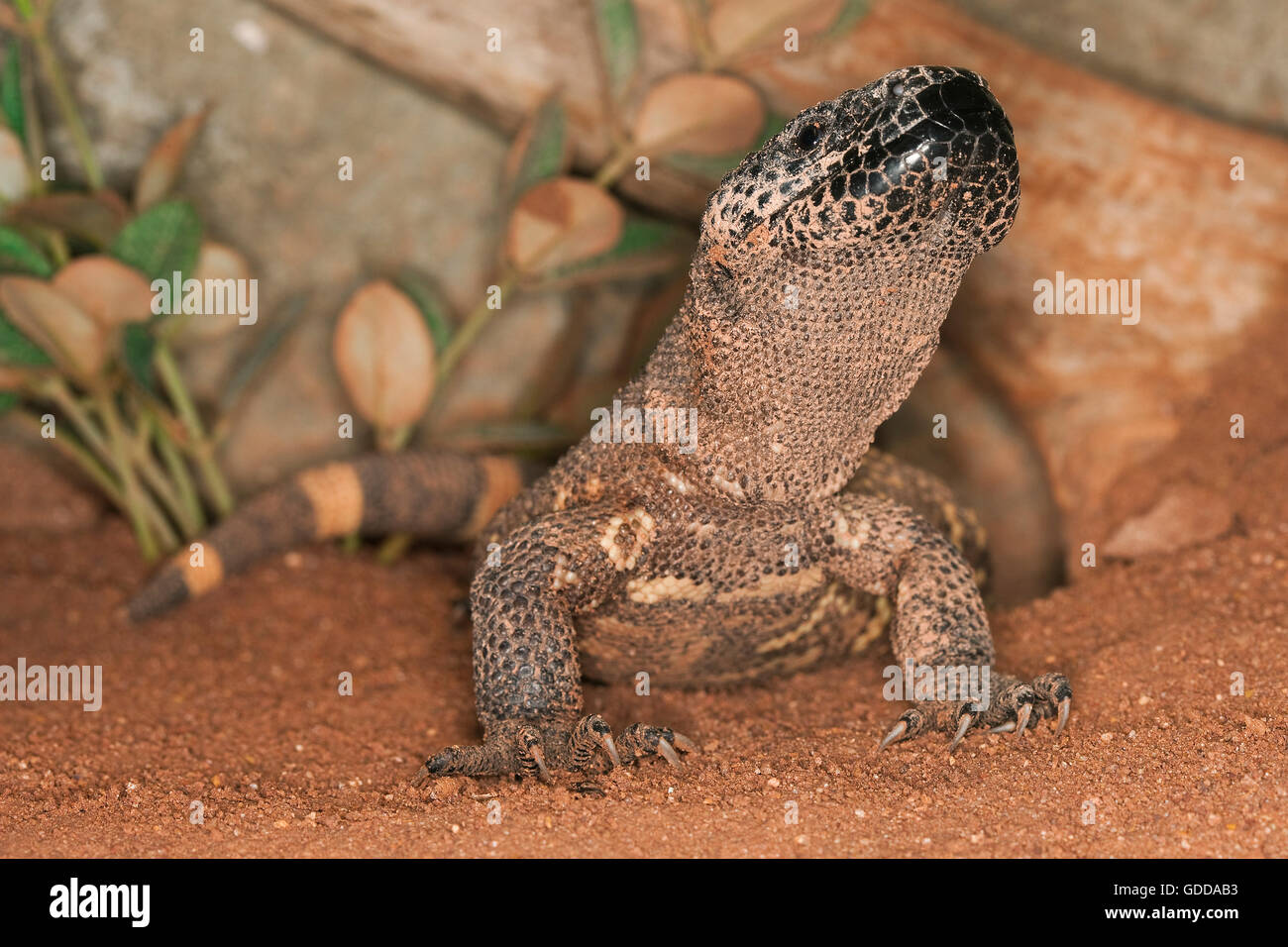 BEADED LIZARD heloderma horridum, A VENOMOUS SPECY Stock Photo - Alamy