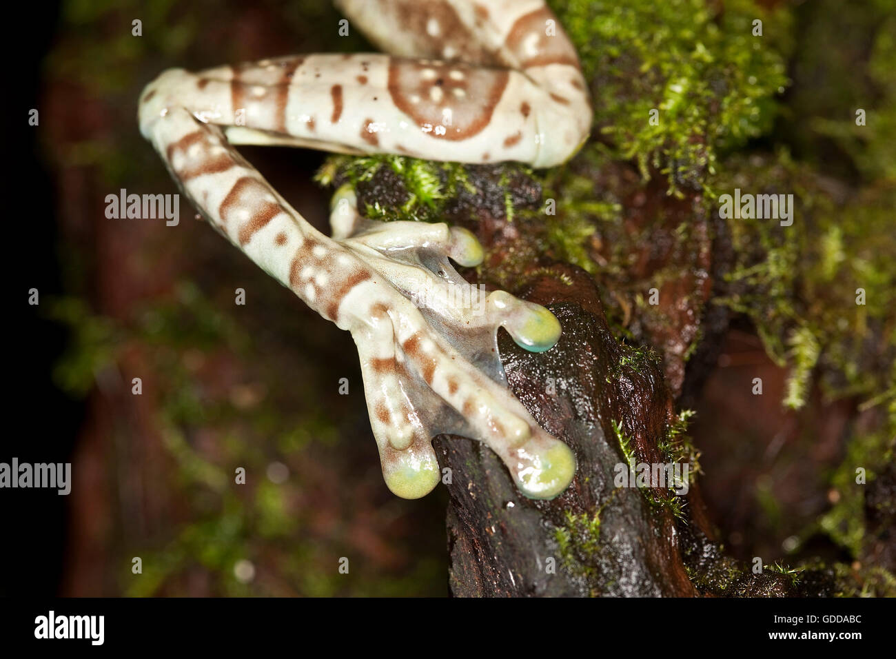 Frog feet close up hi-res stock photography and images - Alamy