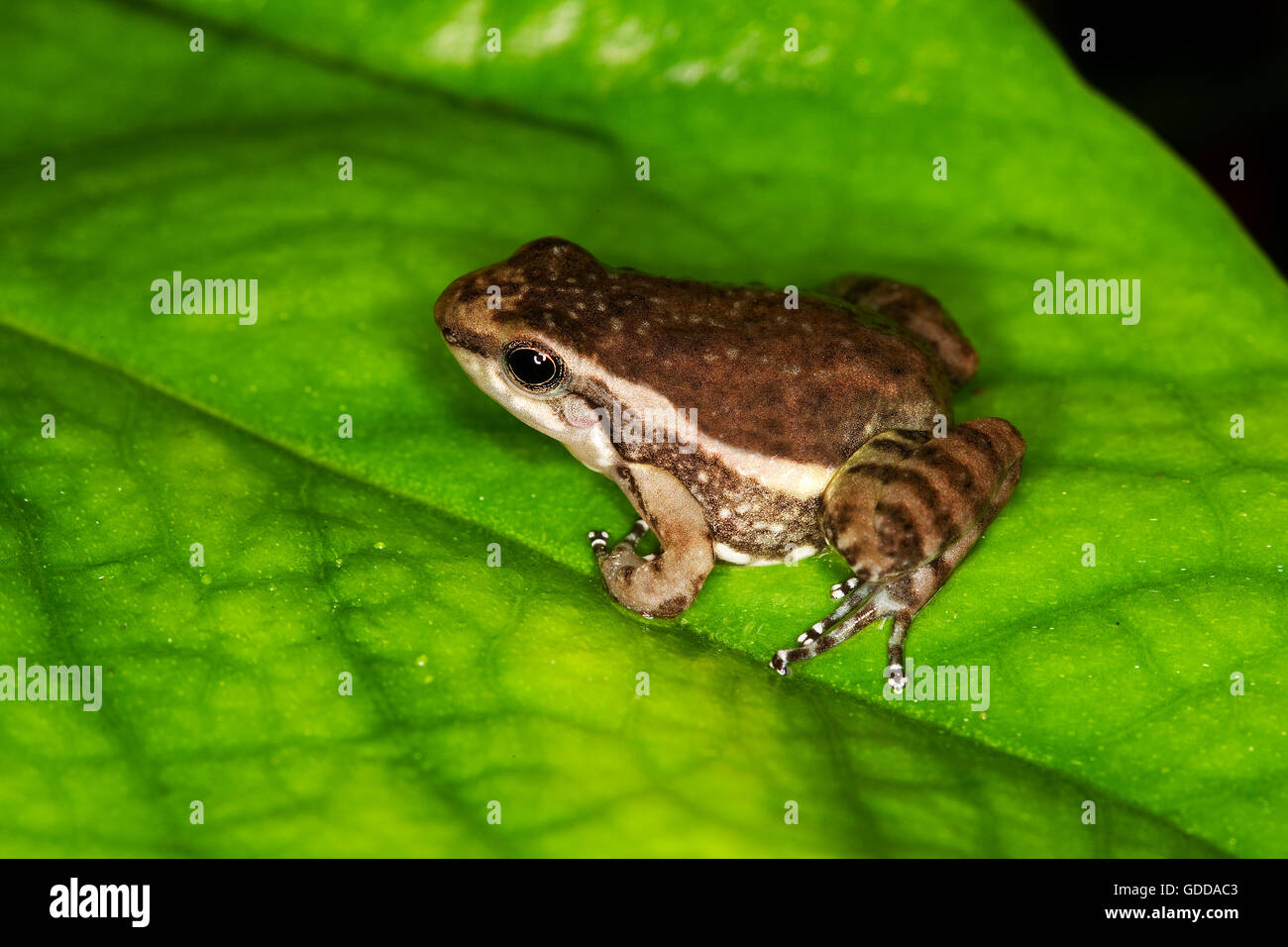 Ecuador frogs hi-res stock photography and images - Alamy