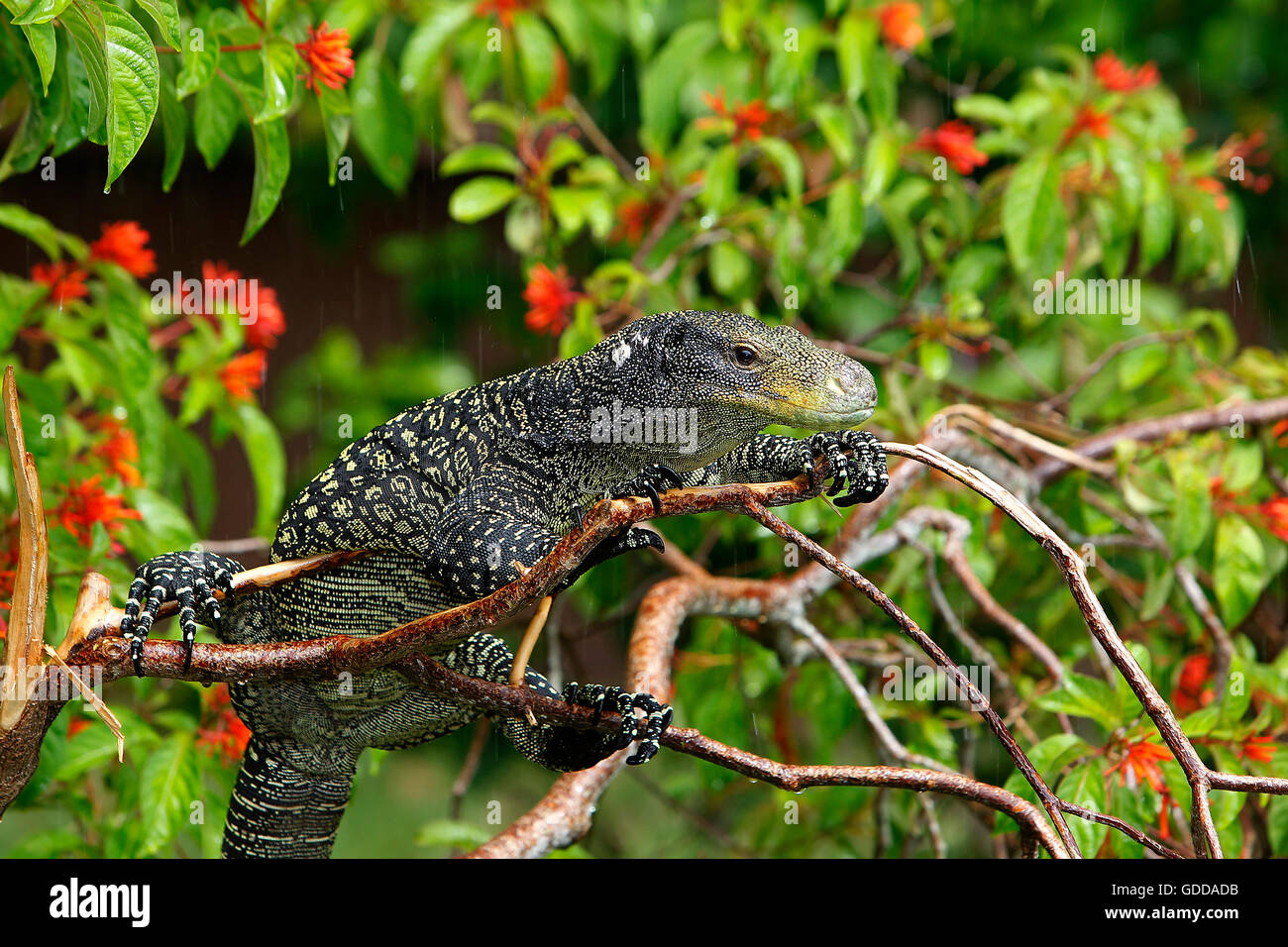 Crocodile monitor hi-res stock photography and images - Alamy