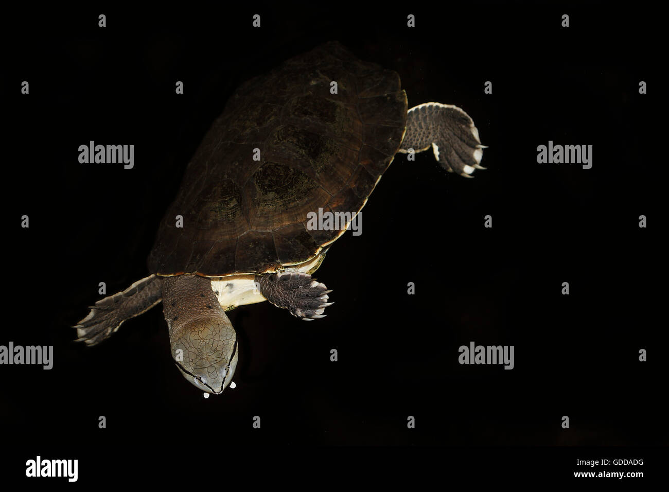 Toadhead turtle hi-res stock photography and images - Alamy