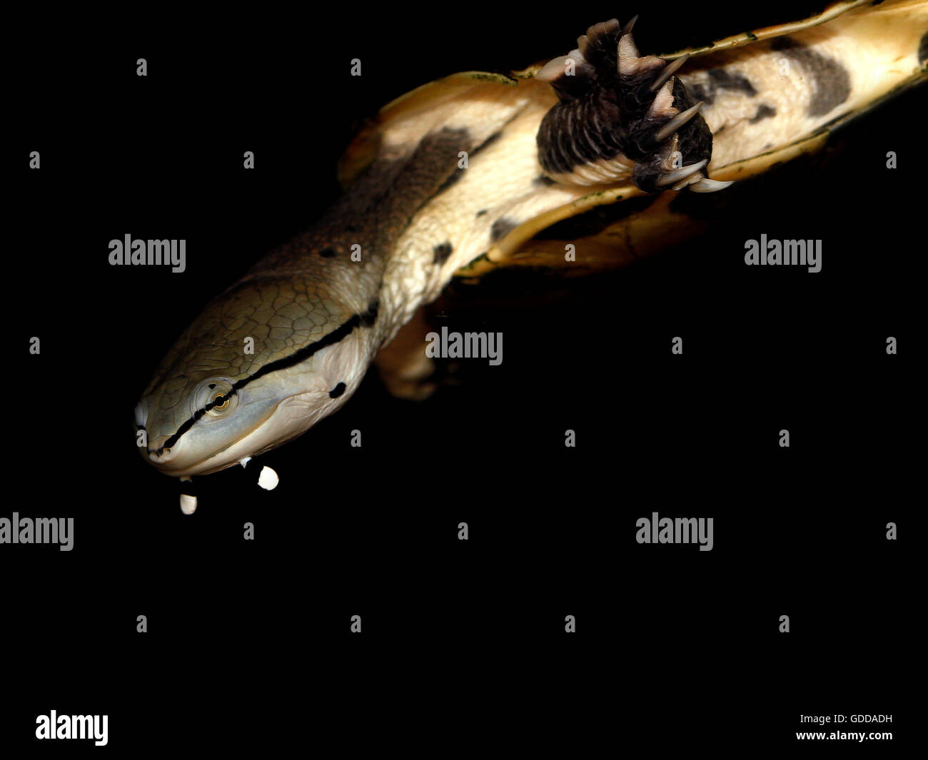 Toadhead turtle hi-res stock photography and images - Alamy