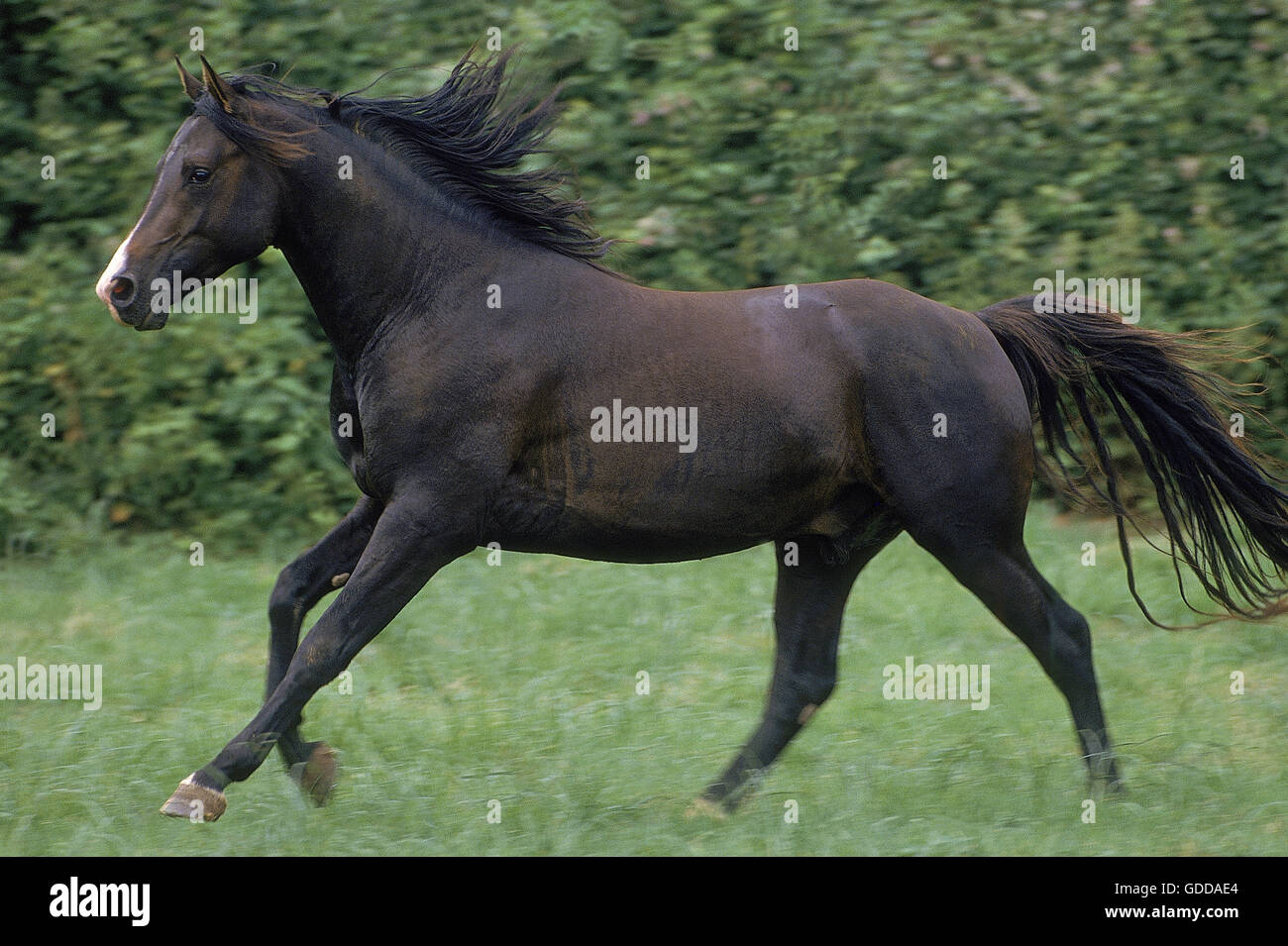 Stallion galloping hi-res stock photography and images - Alamy
