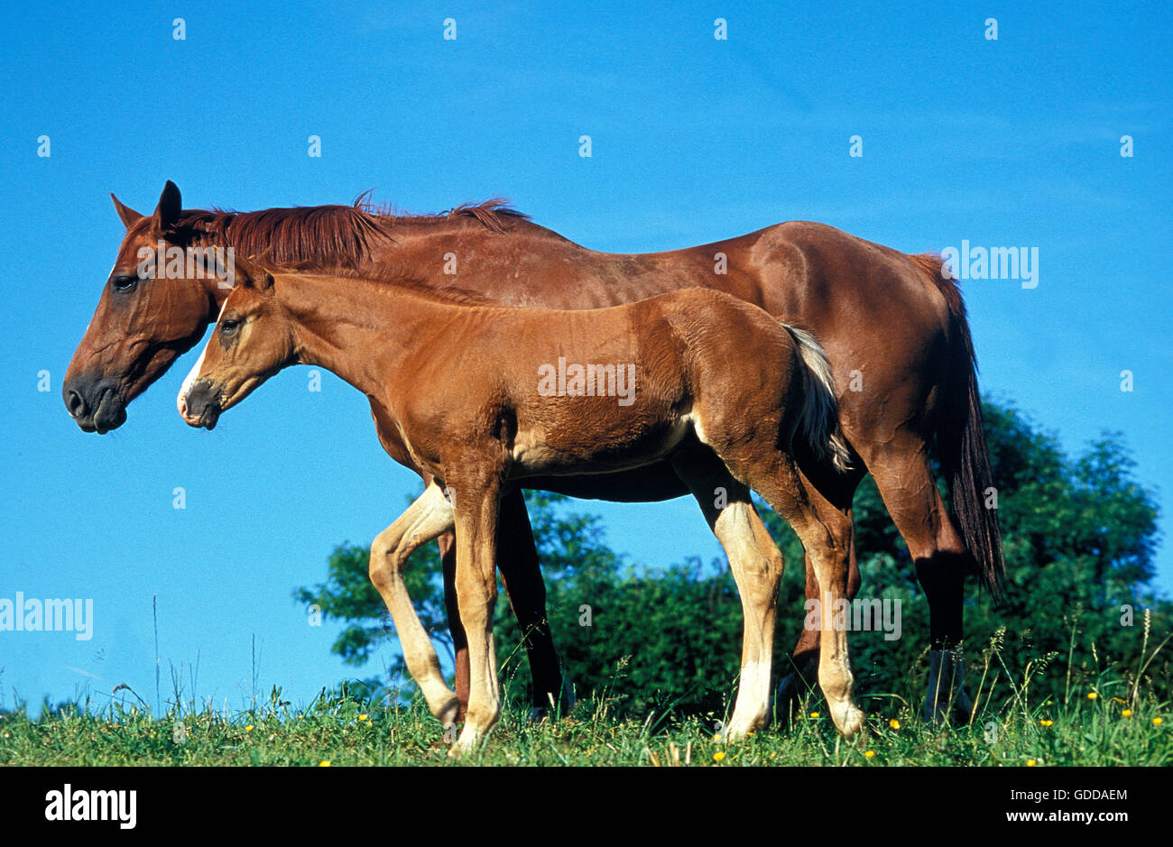 SELLE FRANCAIS HORSE, MARE WITH FOAL Stock Photo - Alamy