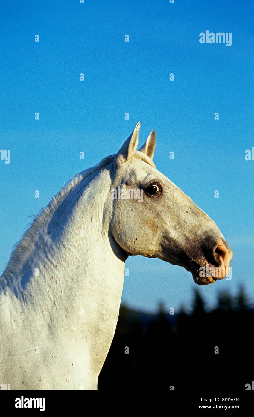 Lipizzan horse hi-res stock photography and images - Alamy