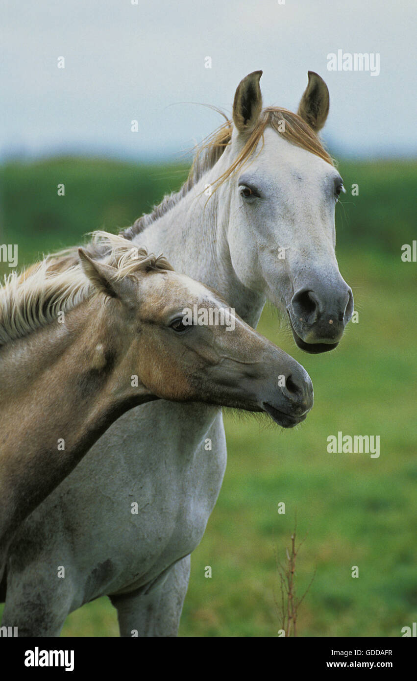 American Saddlebred Horse, Mare with Foal Stock Photo - Alamy