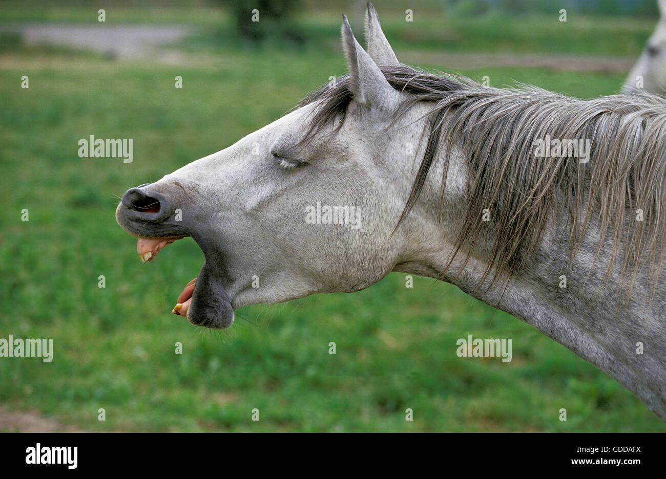 Horses yawning hi-res stock photography and images - Alamy