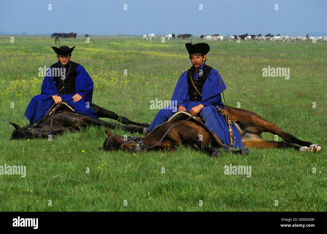 Nonius Horse, Rider of the Puszta in Hungary Stock Photo - Alamy
