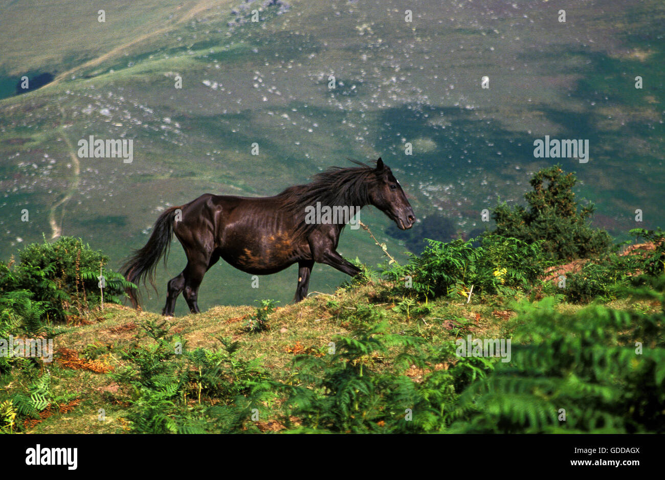 Pottok Horse, Adult walking, French Pyrenees Stock Photo - Alamy