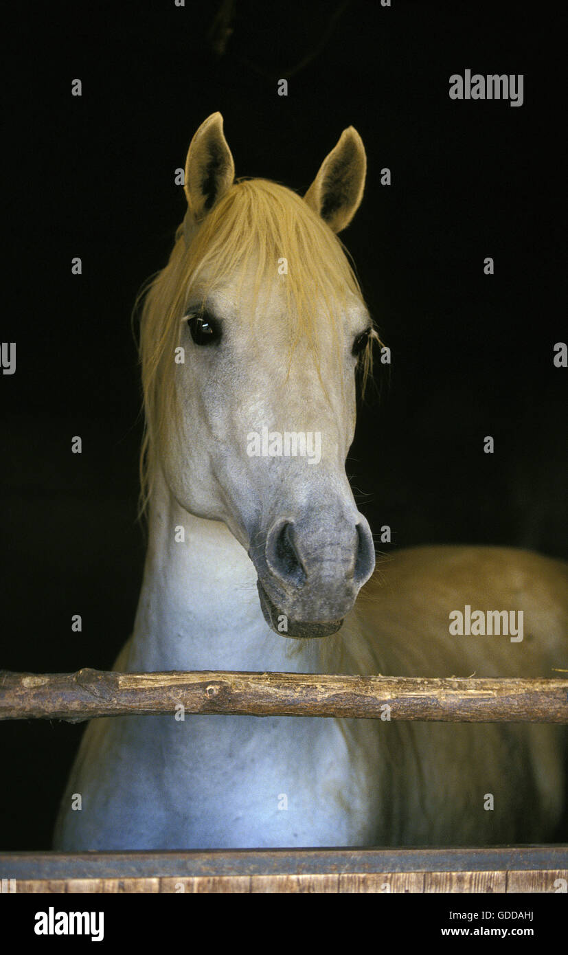 Lipizzan Horse, Portrait of Adult Stock Photo - Alamy