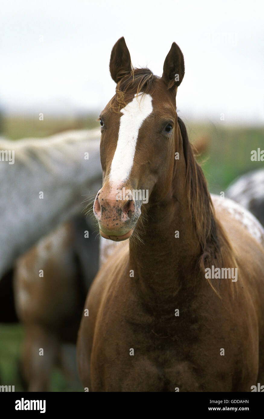 American saddle horse hi-res stock photography and images - Alamy