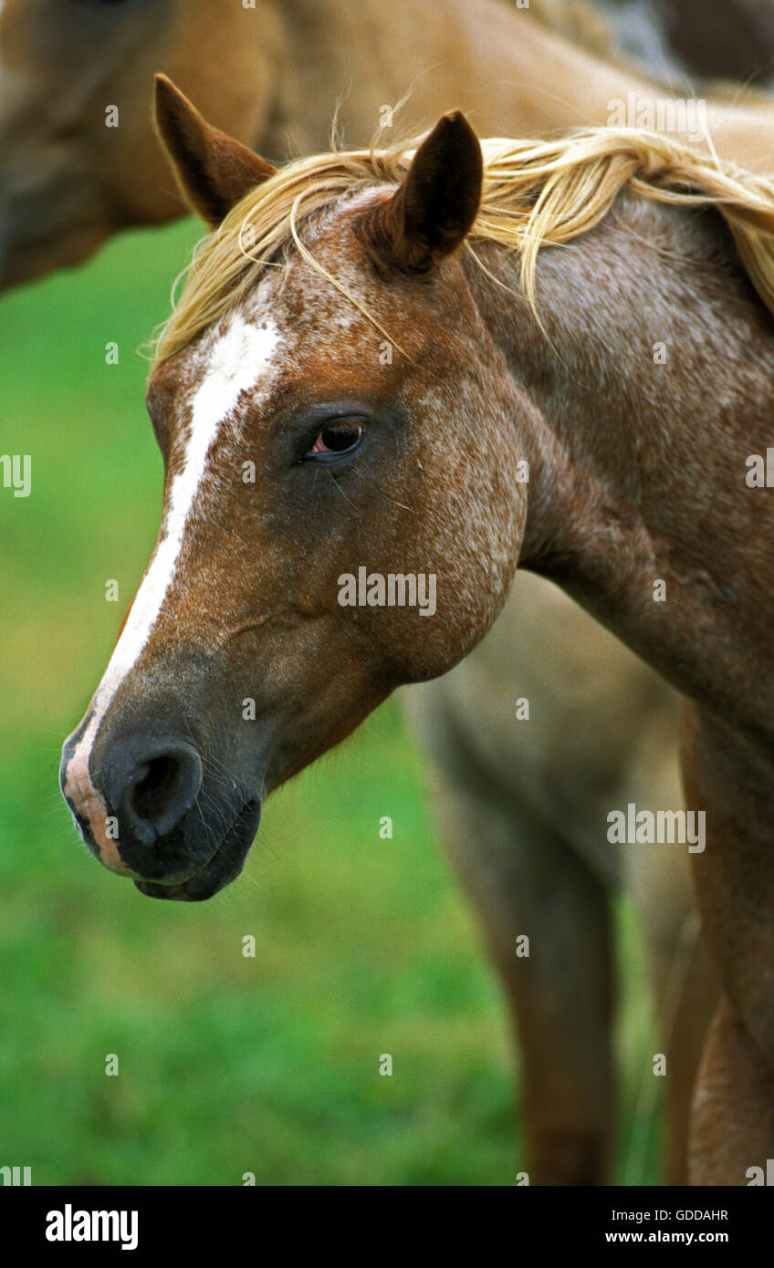 American saddle horse hi-res stock photography and images - Alamy