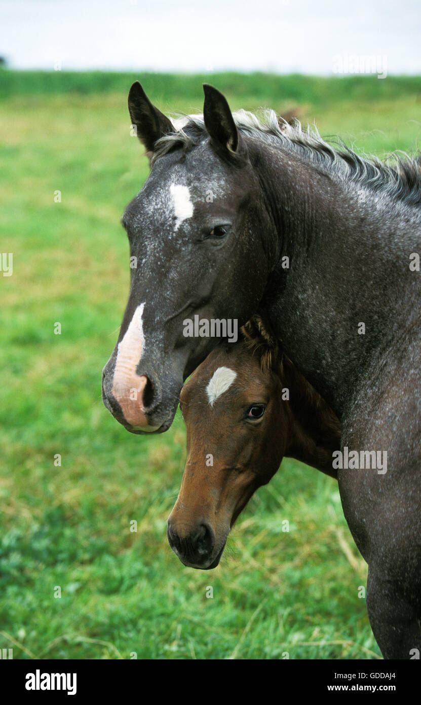 American Saddlebred Mare High Resolution Stock Photography and Images ...