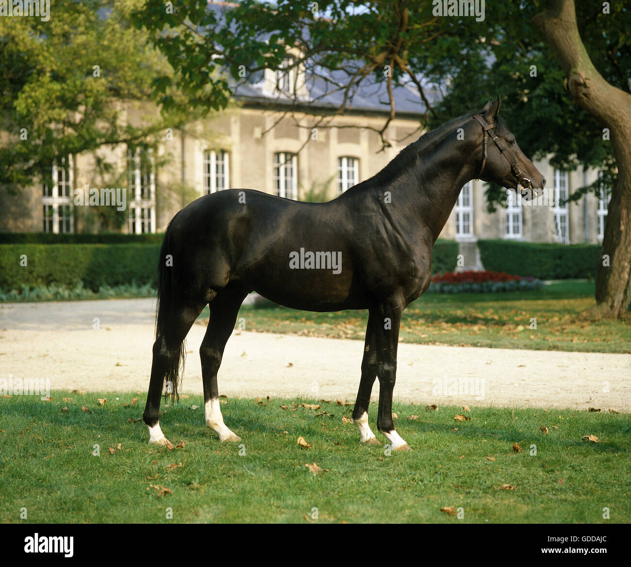 English Thoroughbred Horse, Adult at Stud Farm Stock Photo - Alamy
