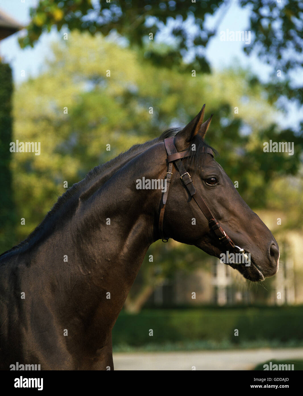 English Thoroughbred Horse, Portrait of Adult Stock Photo - Alamy