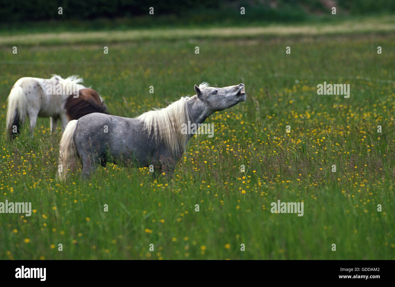 AMERICAN MINIATURE HORSE, ADULTS STANDING IN MEADOW Stock Photo - Alamy