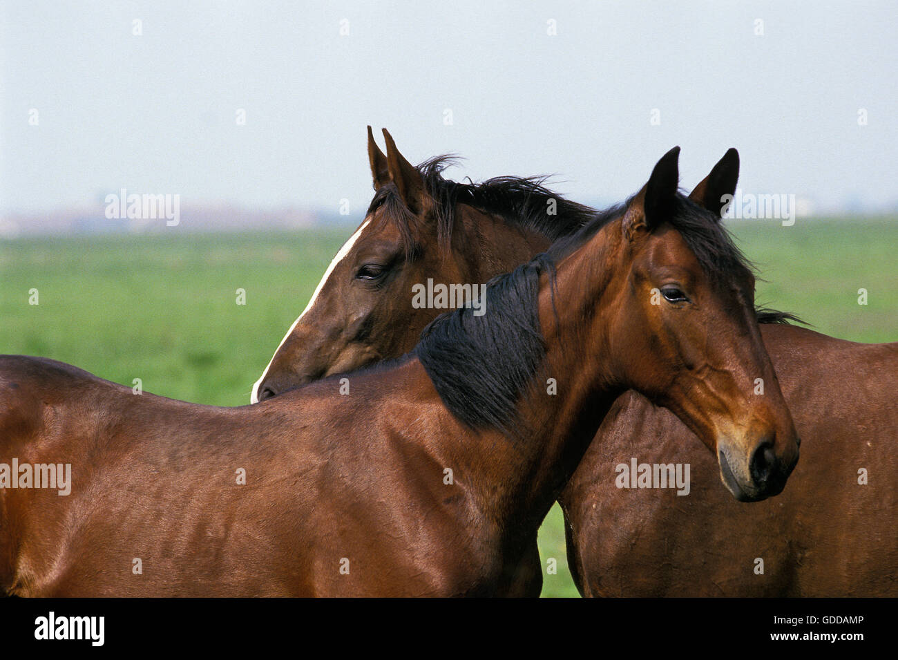 Nonius Horse High Resolution Stock Photography and Images - Alamy