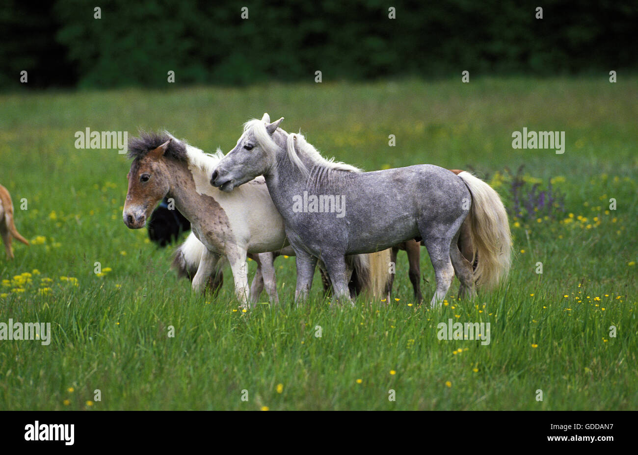 American adults hi-res stock photography and images - Alamy