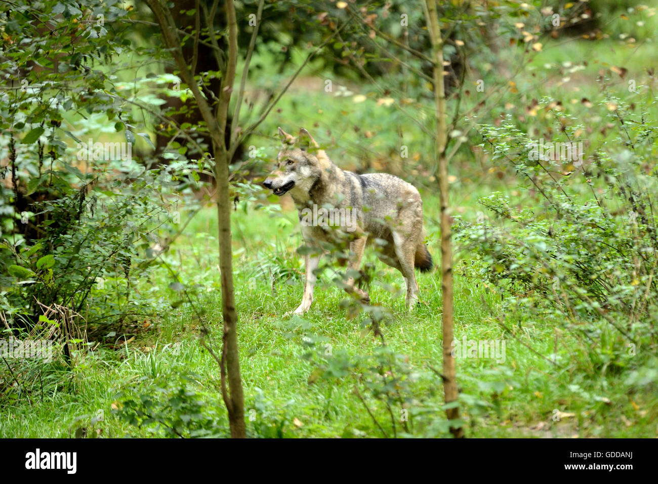 Wolves in summer Stock Photo - Alamy