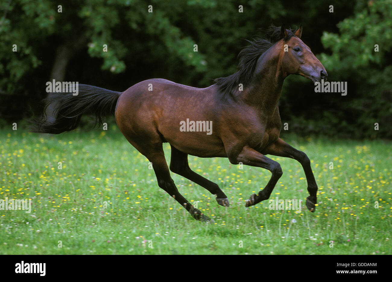 English Thoroughbred Horse, Adult Galloping through Meadow Stock Photo ...