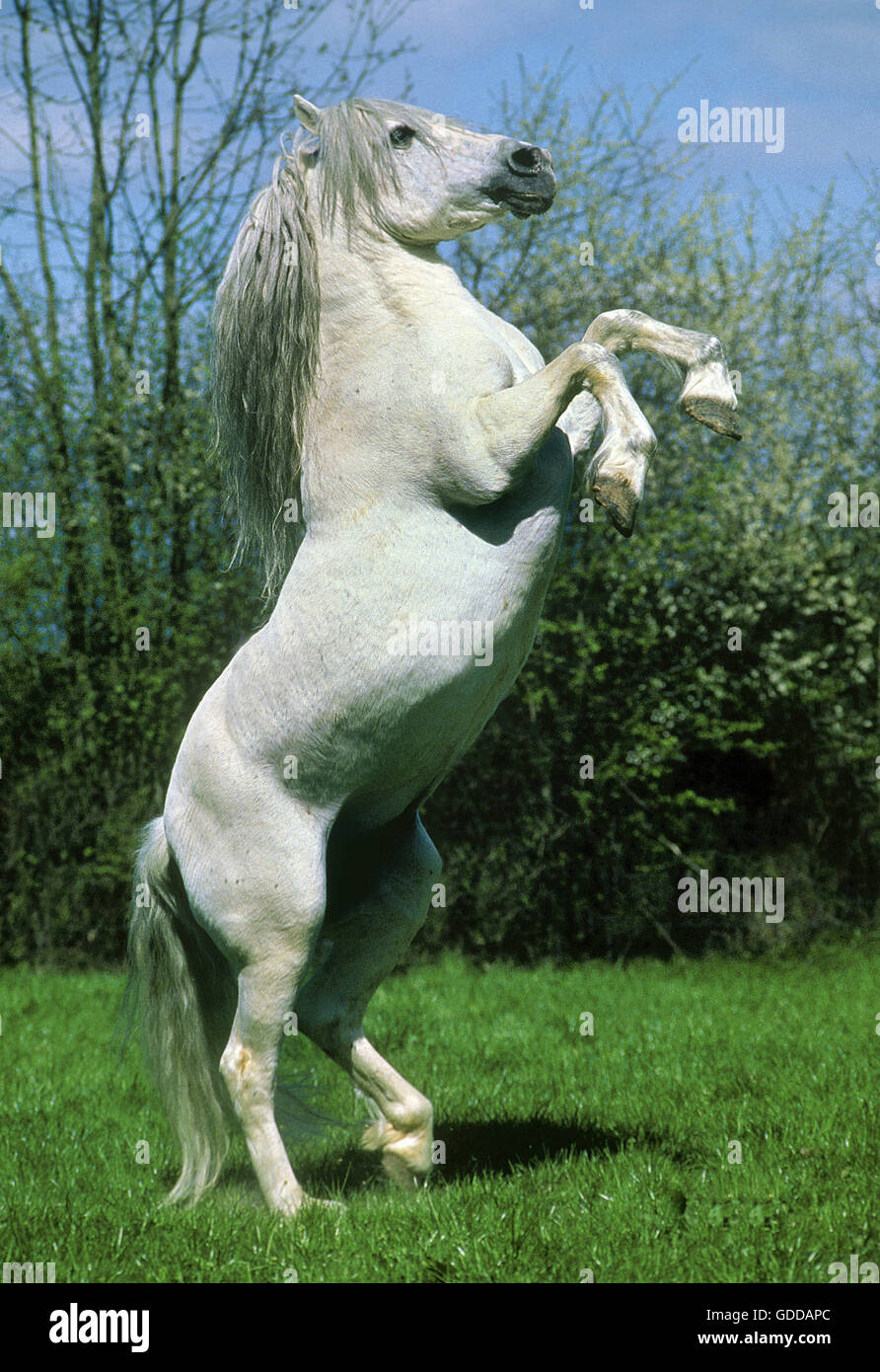 Camargue Horse, Rearing up Stock Photo - Alamy
