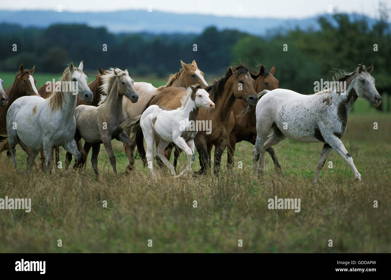 American Saddlebred Horse, Herd Galloping through Meadow Stock Photo ...