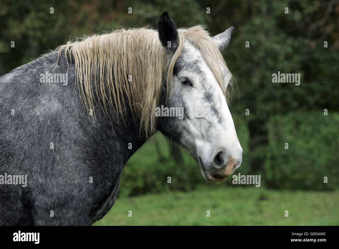 Portrait of Percheron Horse Stock Photo - Alamy