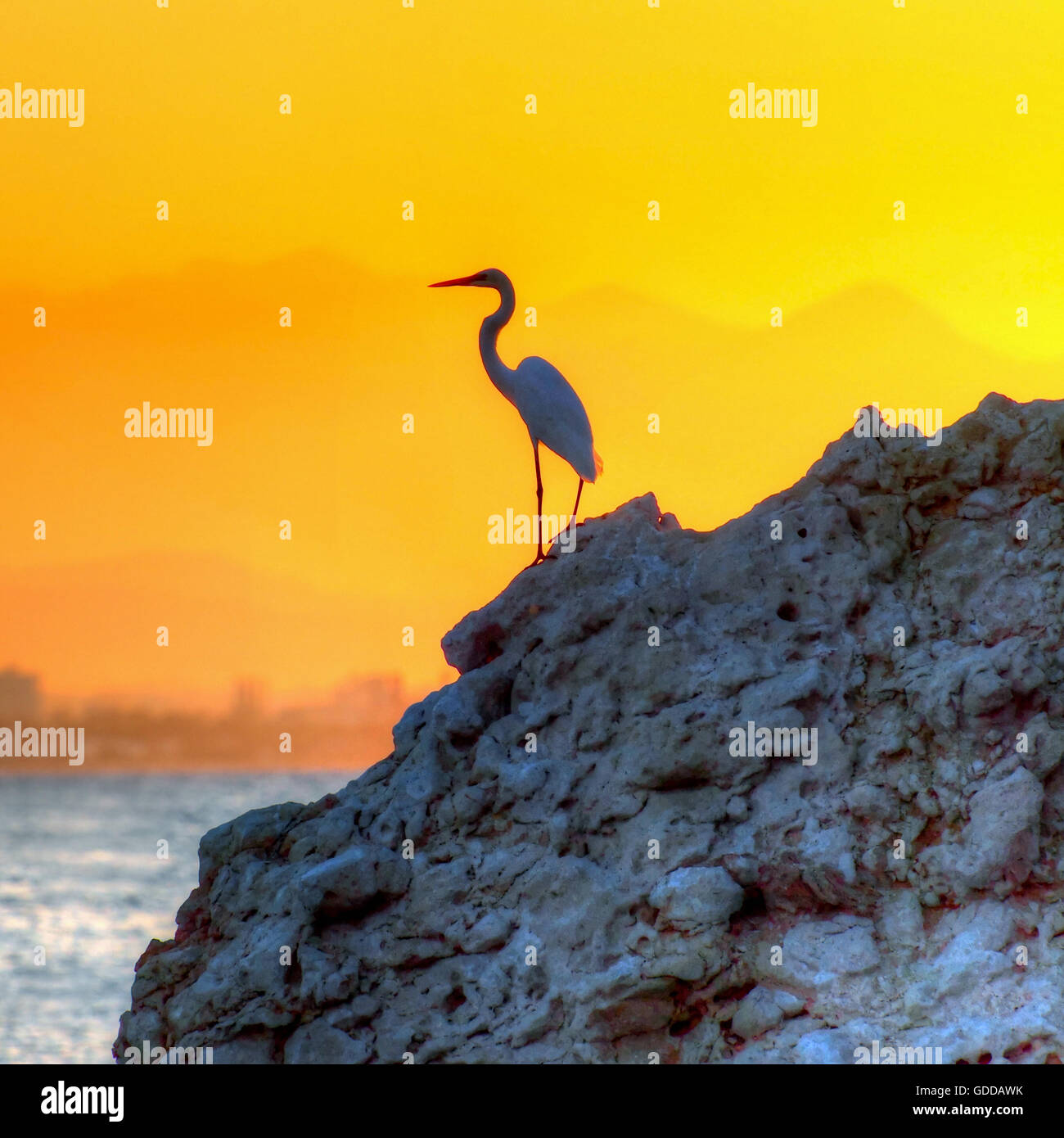Heron at sunset Stock Photo - Alamy