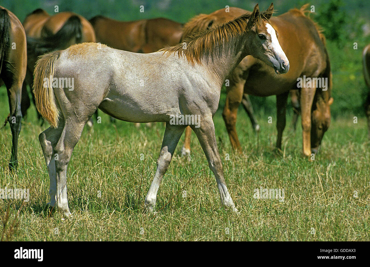 Anglo Arab Horse, Fawl and Herd Stock Photo - Alamy