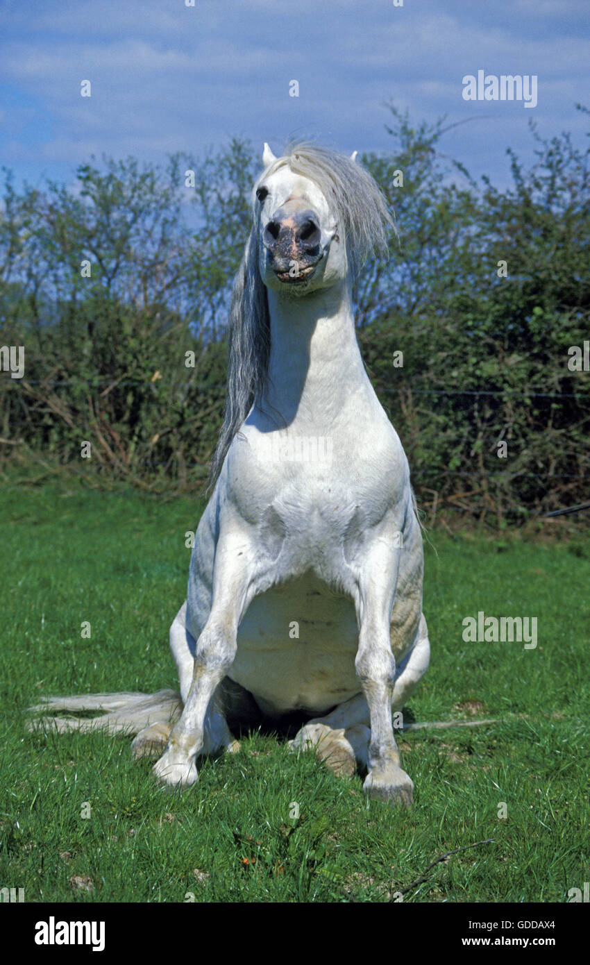 Sitting Horses Photography