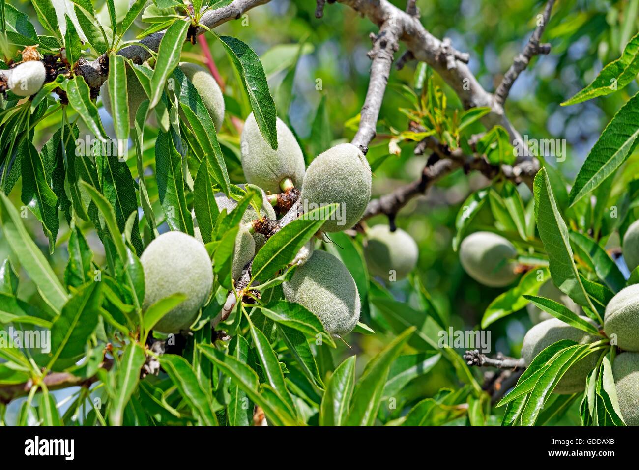 Almond tree fruits hi-res stock photography and images - Alamy