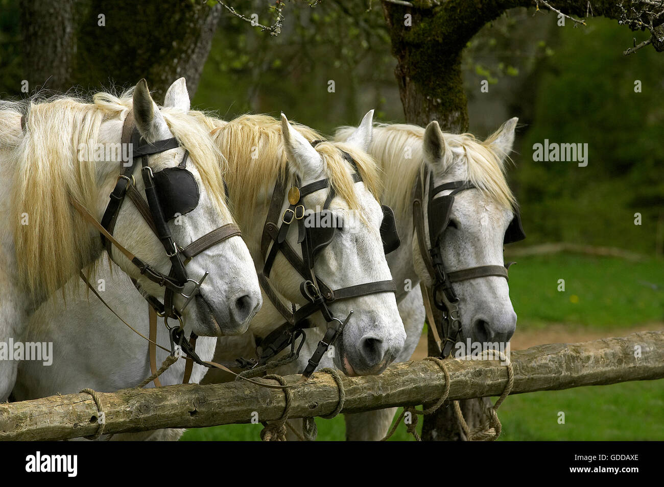 Percheron Draft Horses, a French Breed Stock Photo - Alamy