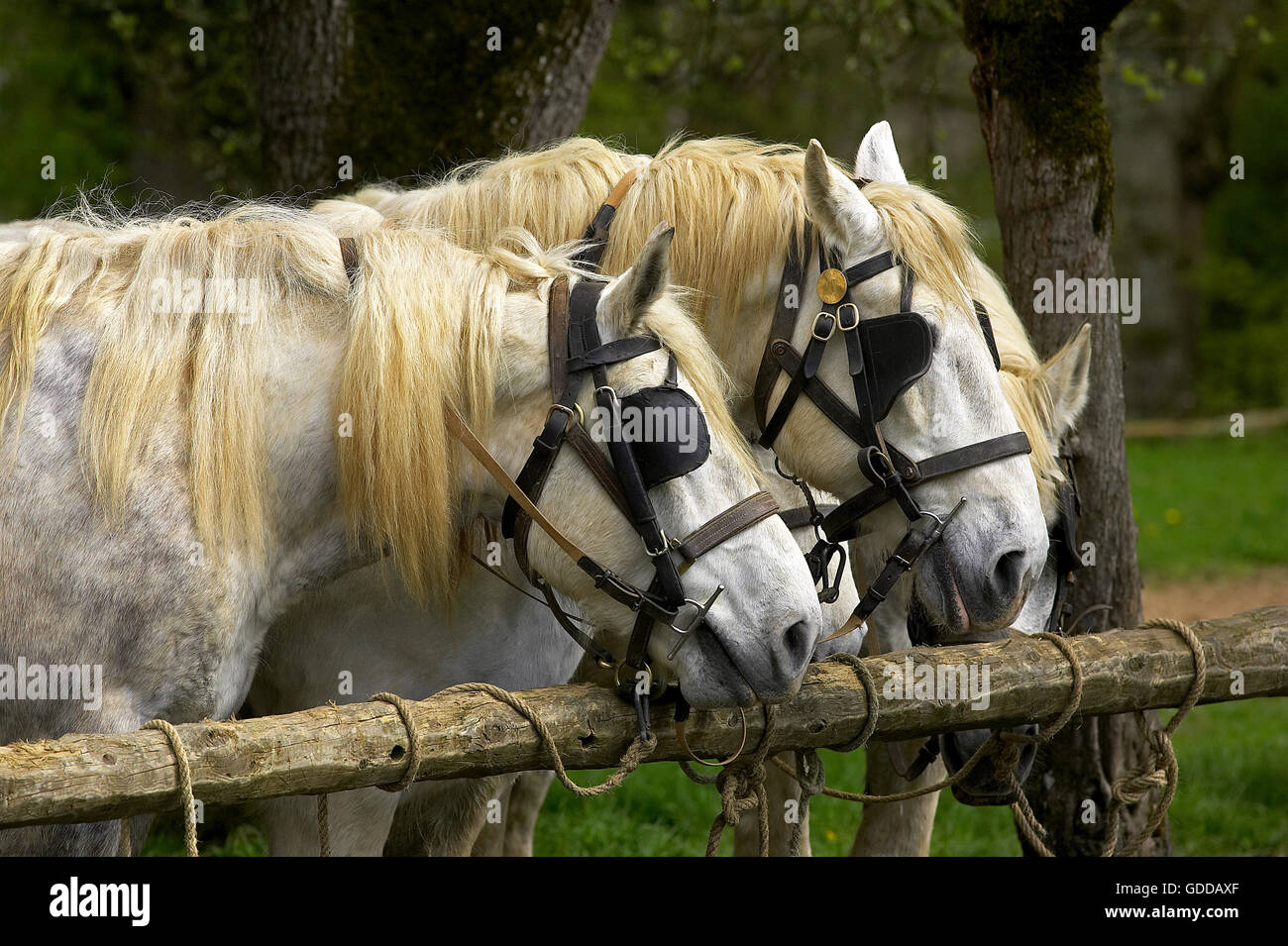 Percheron Draft Horses, a French Breed, with Hair Nets Stock Photo - Alamy
