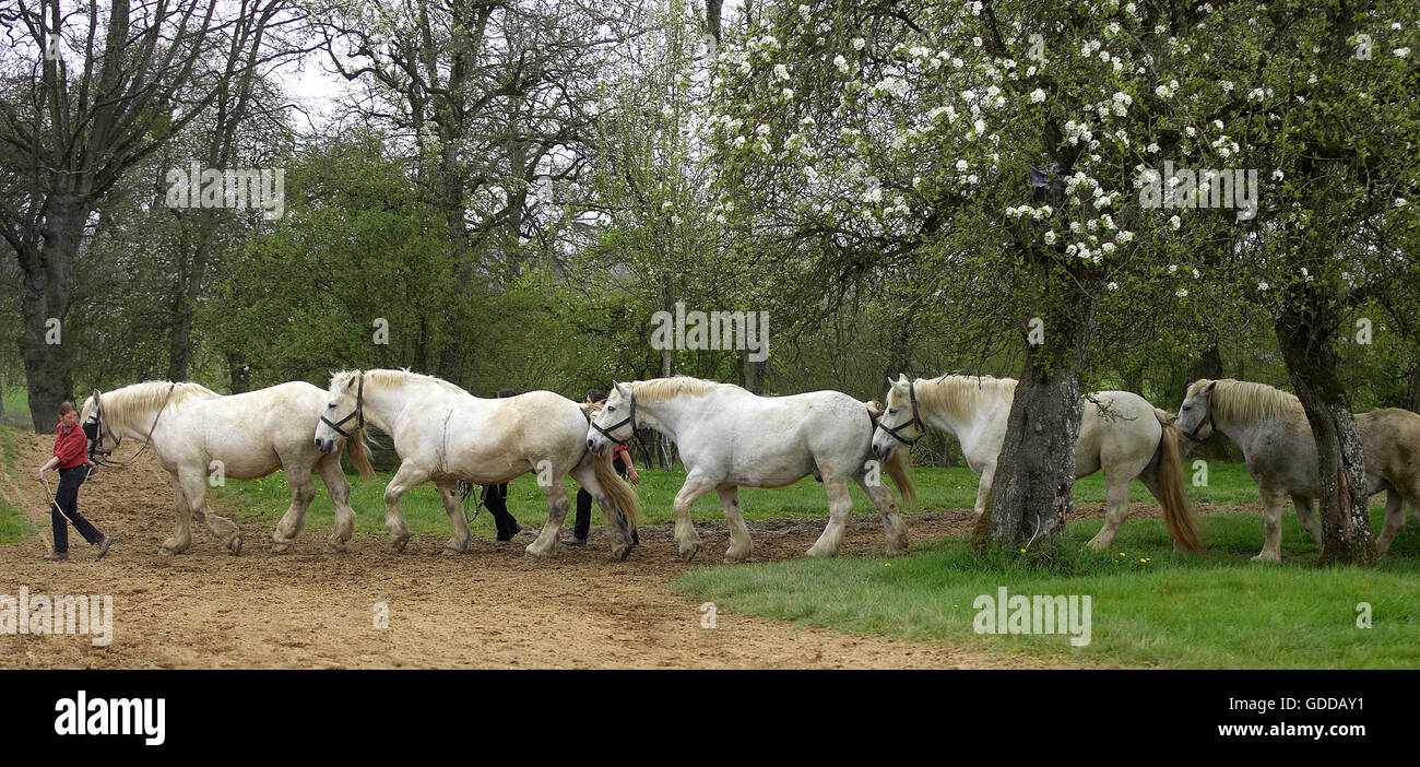 Percheron Draft Horses, a French Breed, Training for Equestrian Show ...