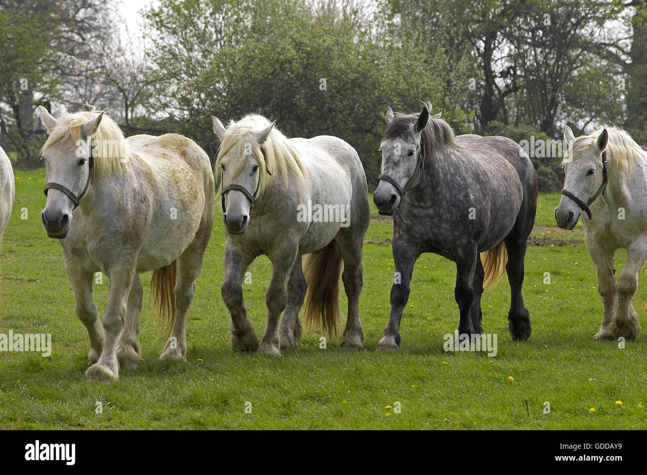 Percheron Draft Horses, a French Breed, walking on Line Stock Photo - Alamy