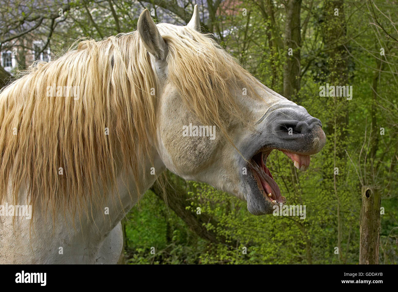 Percheron Horse, a Draft horse from France, Adult Whinnying Stock Photo ...