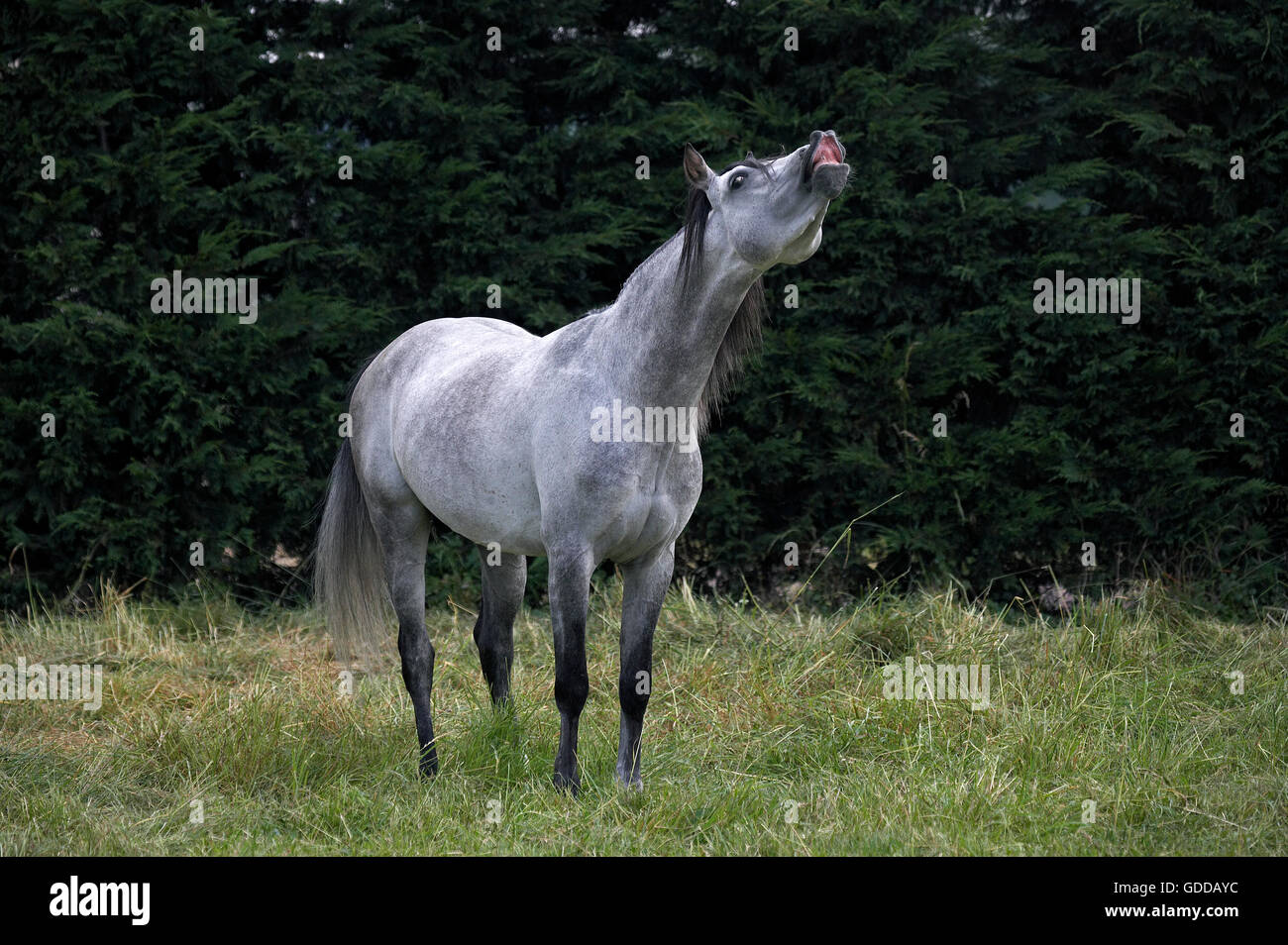 Flehmen horse hi-res stock photography and images - Alamy