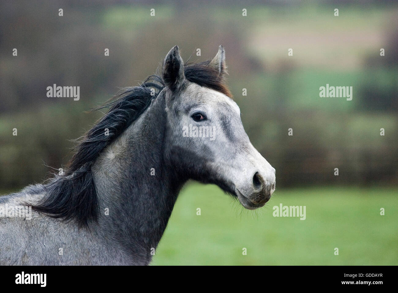Yearling horse normandy hi-res stock photography and images - Alamy