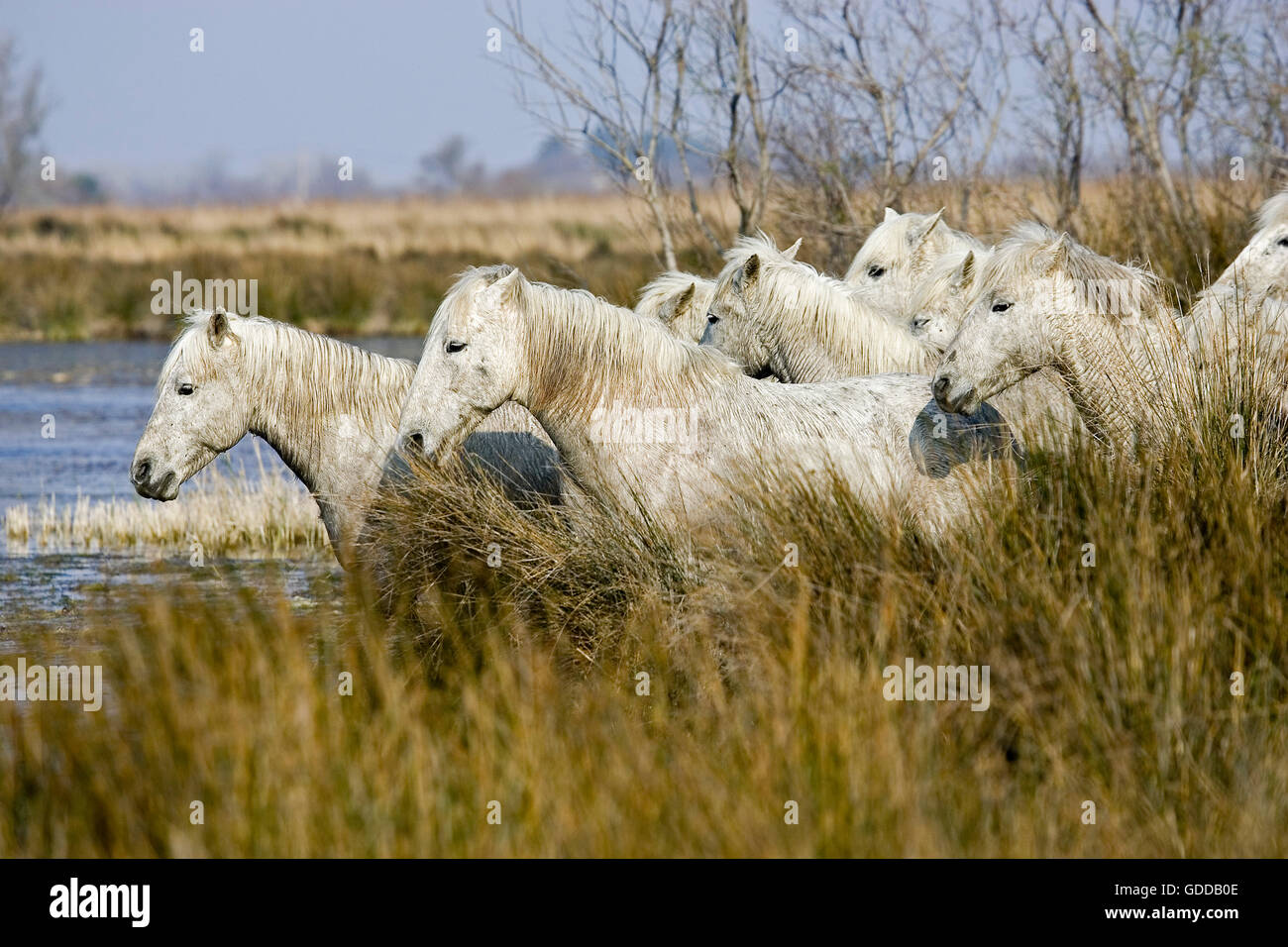 Horse standing in swamp hi-res stock photography and images - Alamy